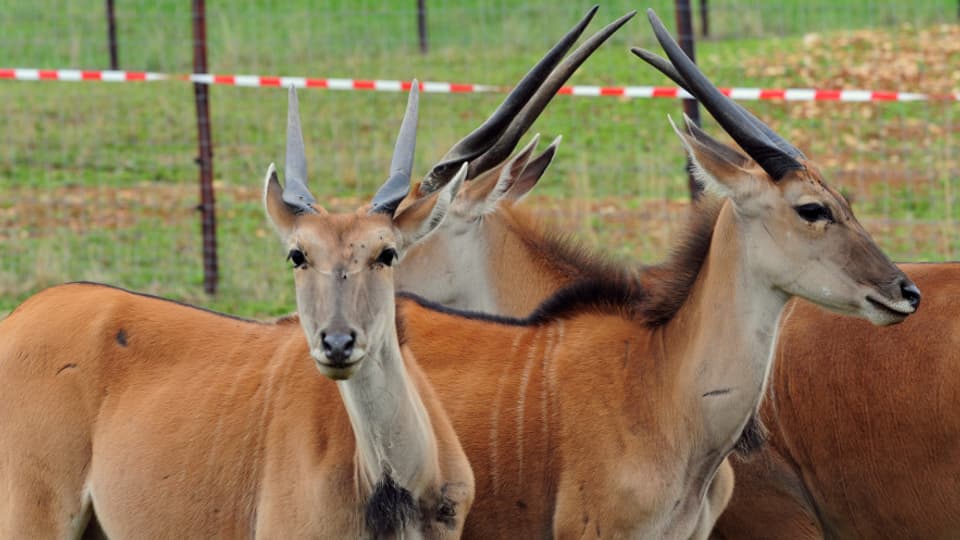 Aargau Solothurn - Erster Nachwuchs in Aargauer Antilopenzucht - News - SRF