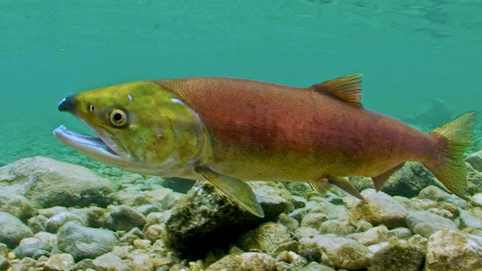 Natur & Tiere - Lachse – mehr als delikat - Wissen - SRF