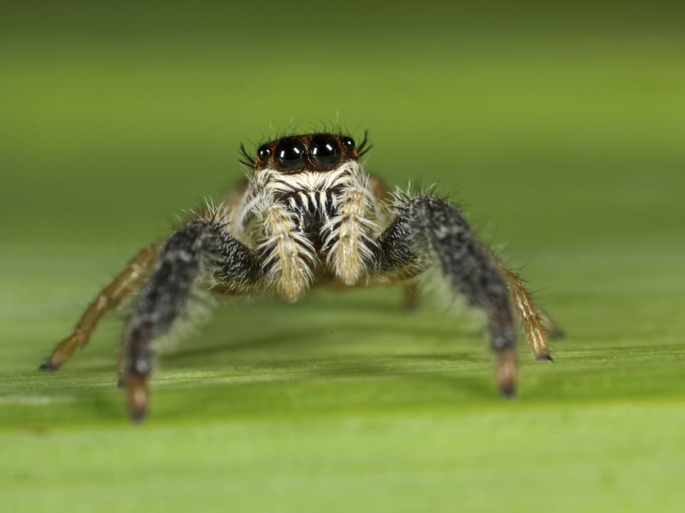 Natur & Tiere - Tarnen, tauchen, tapezieren: Spinnen in der Schweiz - Wissen - SRF