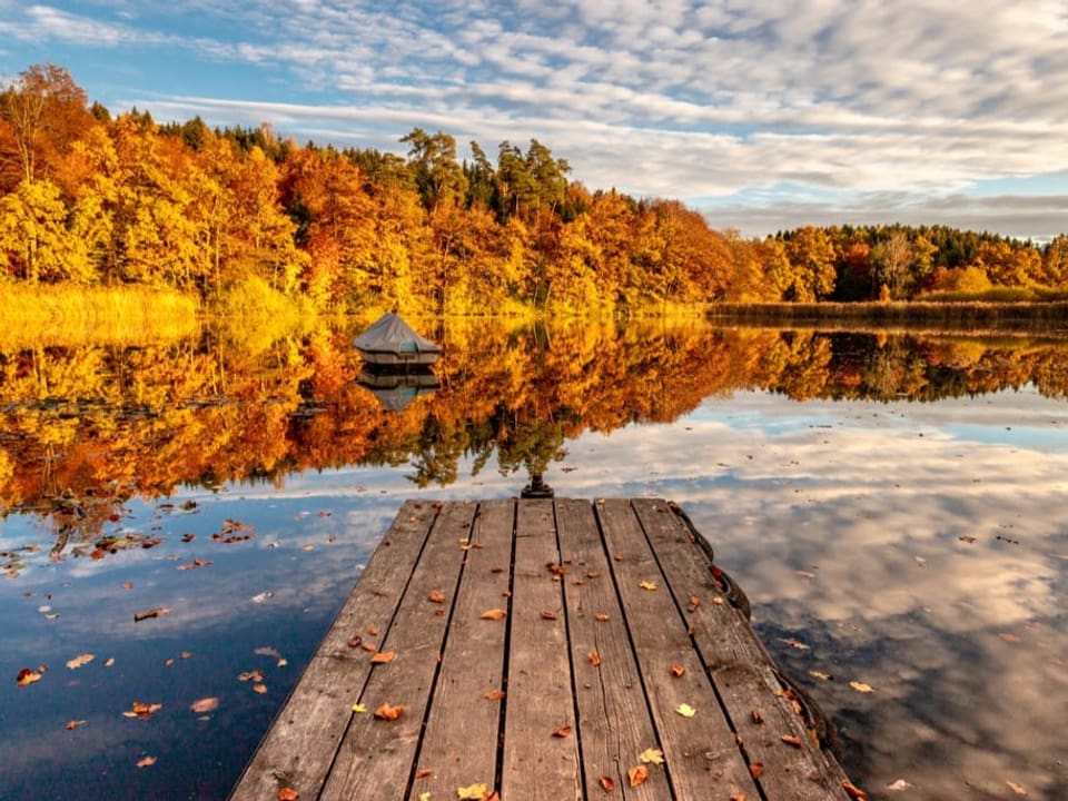 Jahreszeit Herbst - Farbenfrohe Laubbäume - Meteo - SRF