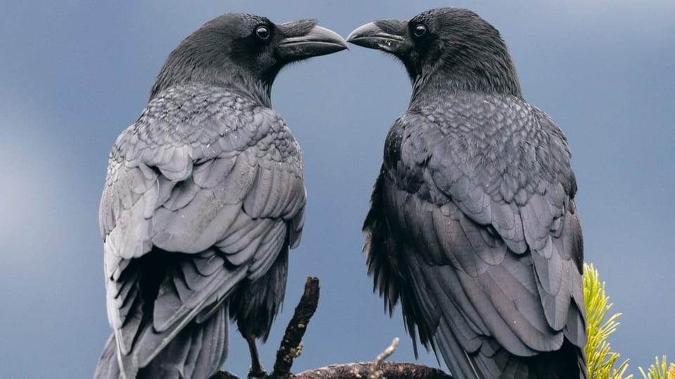 Früherer Nationalparkdirektor - Heinrich Haller – Der mit den Raben ...