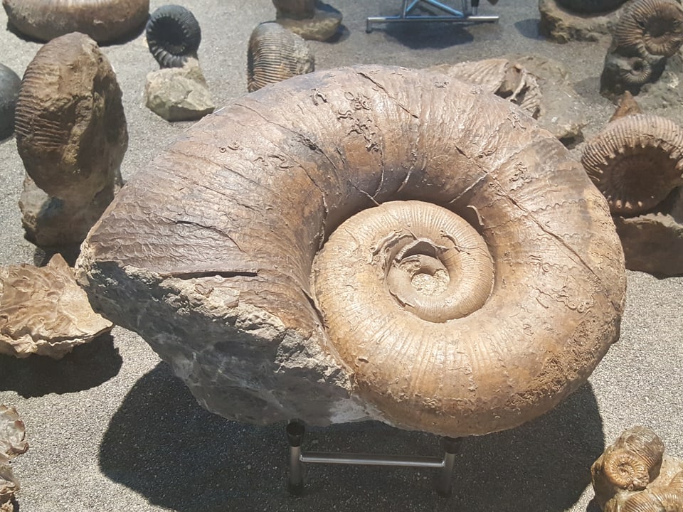 bedeutende Fossiliensammlung - Versteinerte Ammoniten, Muscheln und ...