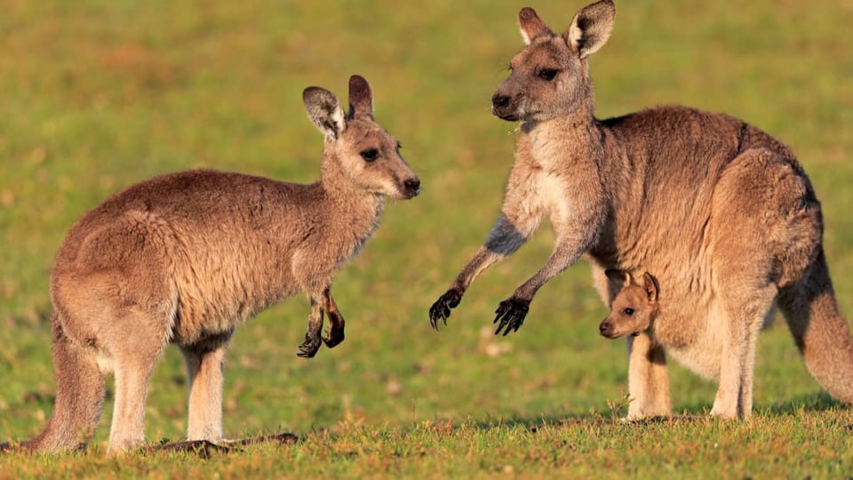 Folge des Regens in Australien - Wegen Känguru-Babyboom wird das ...