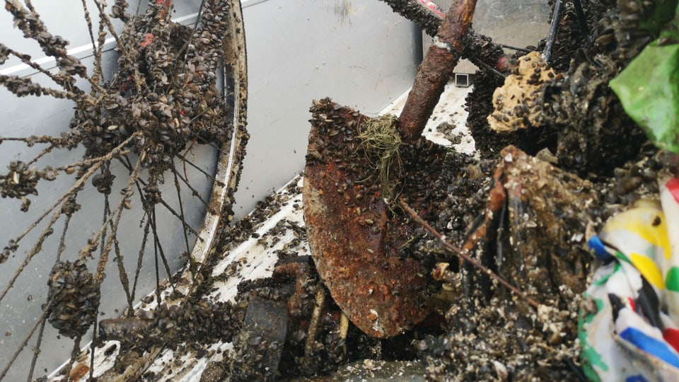 Luft: 13 Grad – Wasser: 6 Grad - Taucher ziehen 50 Kubikmeter Abfall ...