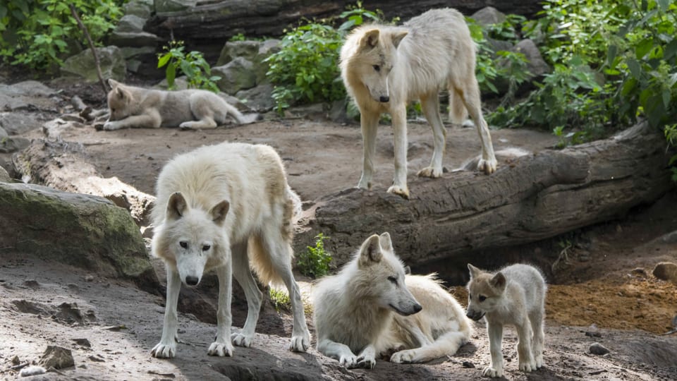 Diskussion um Abschüsse - Das Wolf-Problem von Kanada - News - SRF