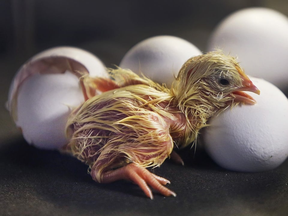 Biologie zu Ostern - Das Ei – eine «geniale» Entwicklung der Natur ...