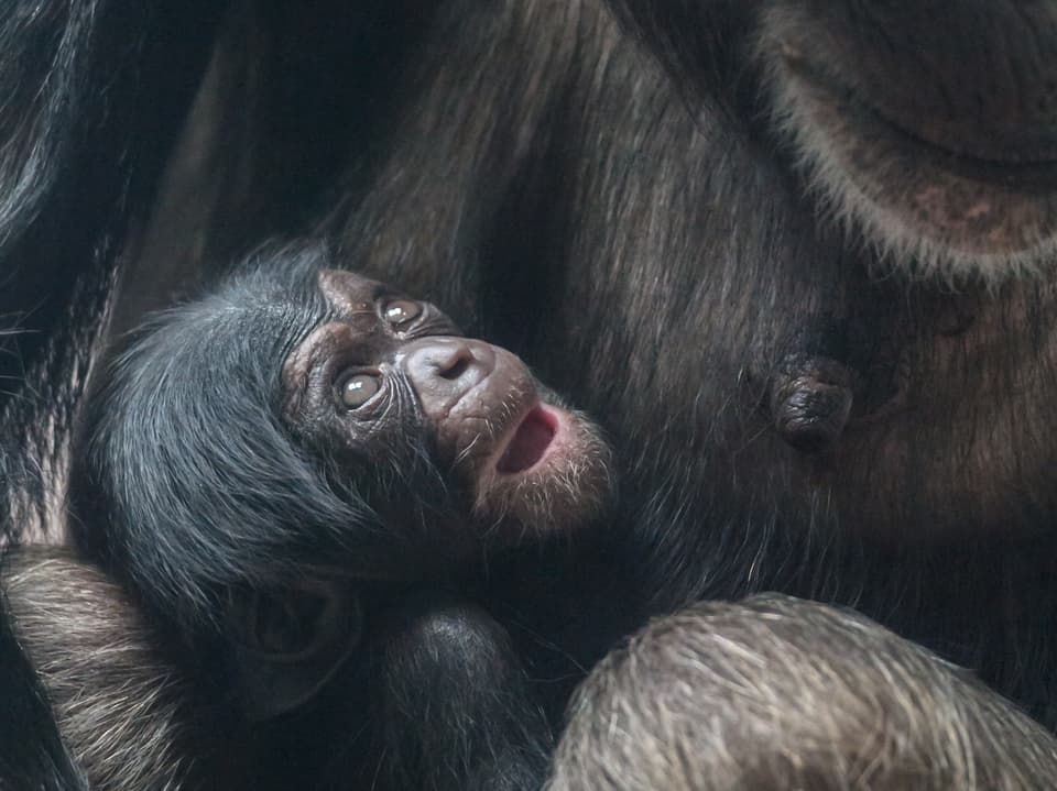 Zoo Basel - Schimpansen-Junge Ozouri geht es gut - News - SRF