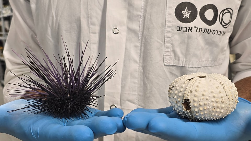 Rätsel um Seeigelsterben im Roten Meer und Indischen Ozean gelöst ...