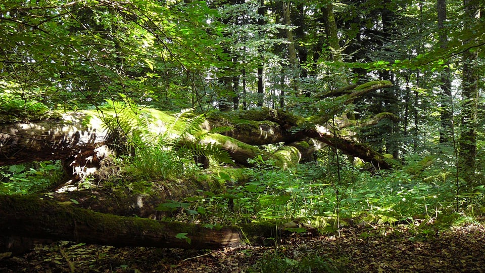 Sensationsfund im Sihlwald - Vom Hauptbahnhof zum Urwald in 20 Minuten ...