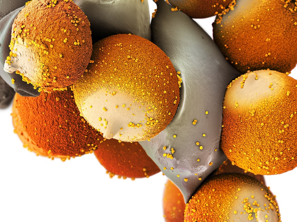 Natur & Tiere - Winzlinge gross in Szene gesetzt - Wissen - SRF