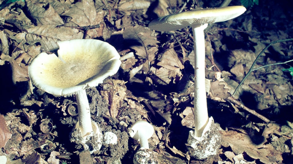 Pilze sammeln - «Das Wissen über Pilze ist einfach zu klein» - News - SRF