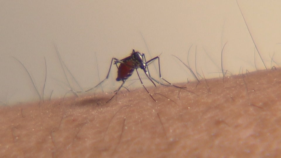 Natur & Tiere - Die Tigermücke hat es über den Gotthard geschafft ...