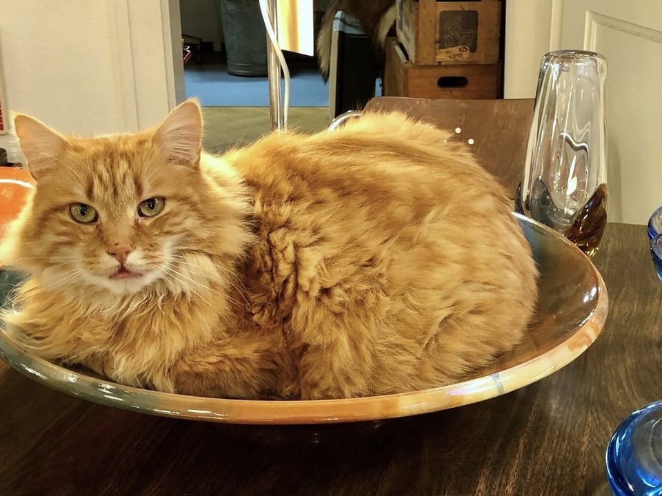 Zum Weltkatzentag: Was will mir meine Katze sagen? - Kultur - SRF