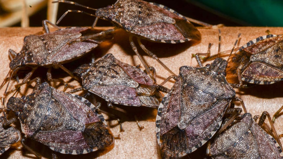 China-Wanze bedroht Obstbau - Kleine Stinker – gefährlicher als ...