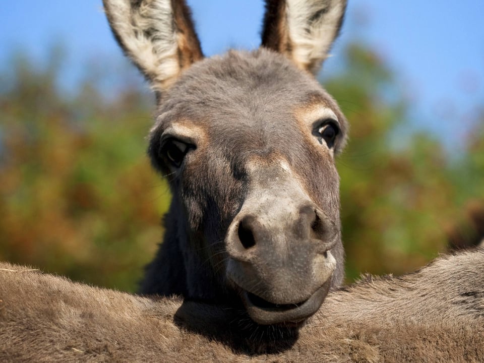 Natur & Tiere - Wundertier Esel: Seine besten Features in Bildern ...