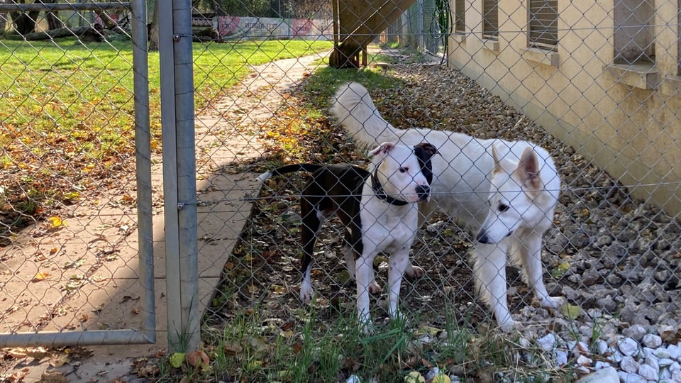 Tierheime immer noch voll - Jeden Tag will jemand seinen Hund oder ...
