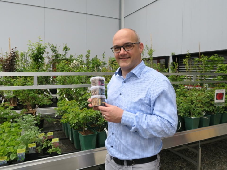 Insekten als Nahrungsmittel - «Am liebsten esse ich Grillen» - News - SRF