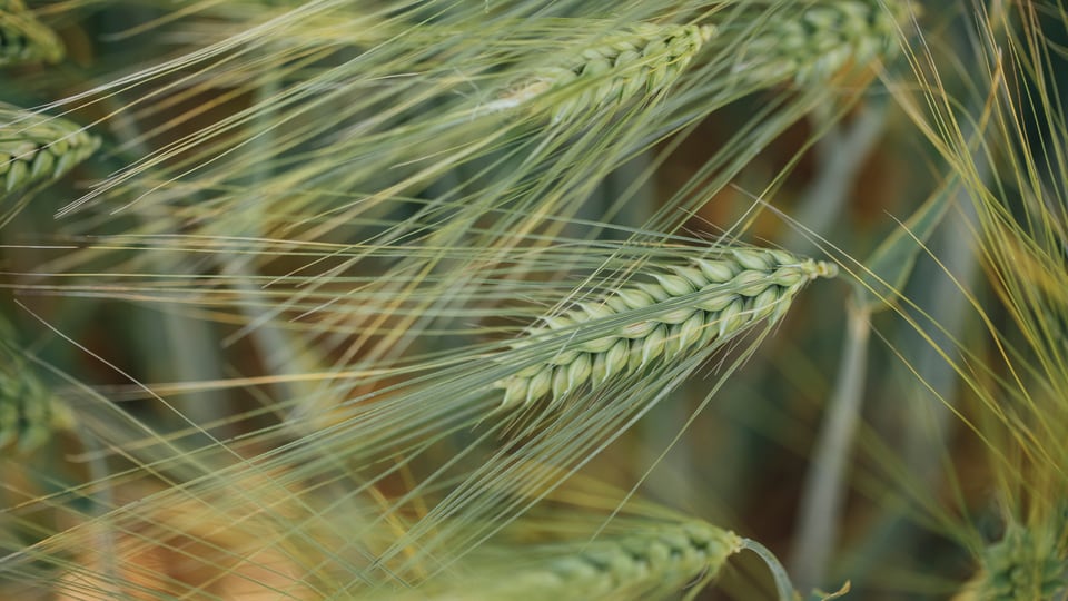 Der Weizen im Teig - Wie ein Müller Schweizer Hartweizen salonfähig ...