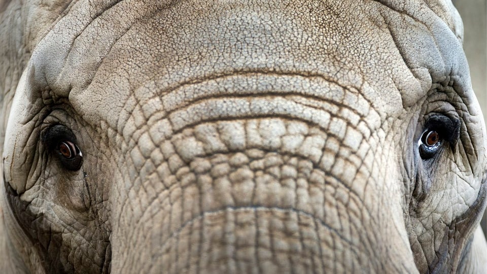 Fünfmalklug - Woher kommt die Redensart vom «Elefanten-Gedächtnis ...