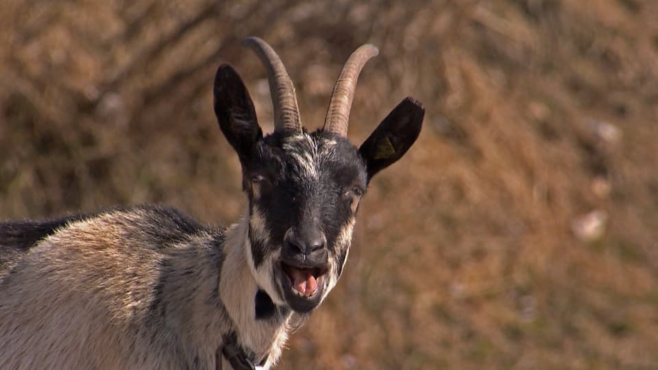 SRF DOK - Die Sprache der Ziegen - Dok - SRF