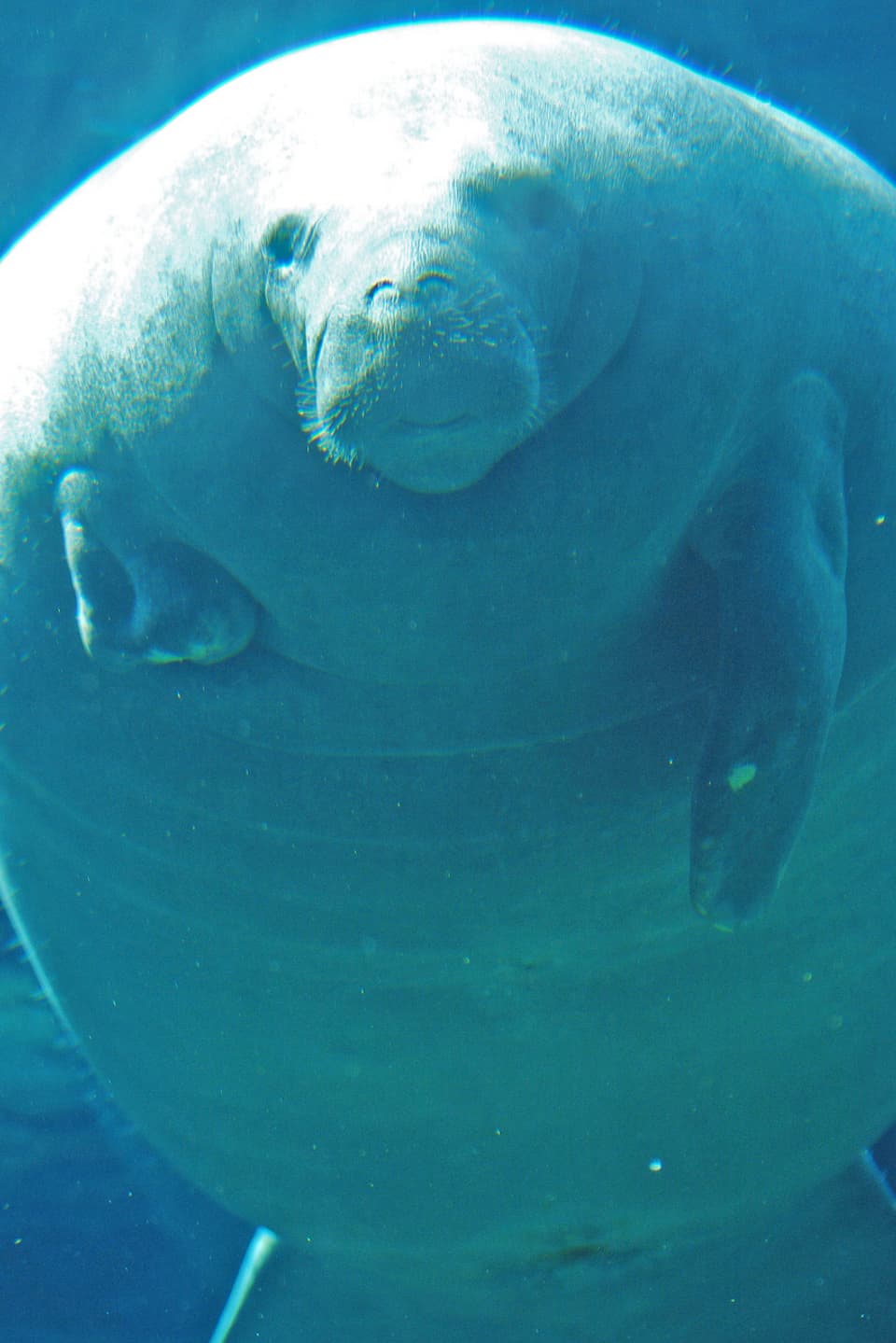Natur & Tiere - Bedrohtes Seekuh-Paradies Florida - Wissen - SRF