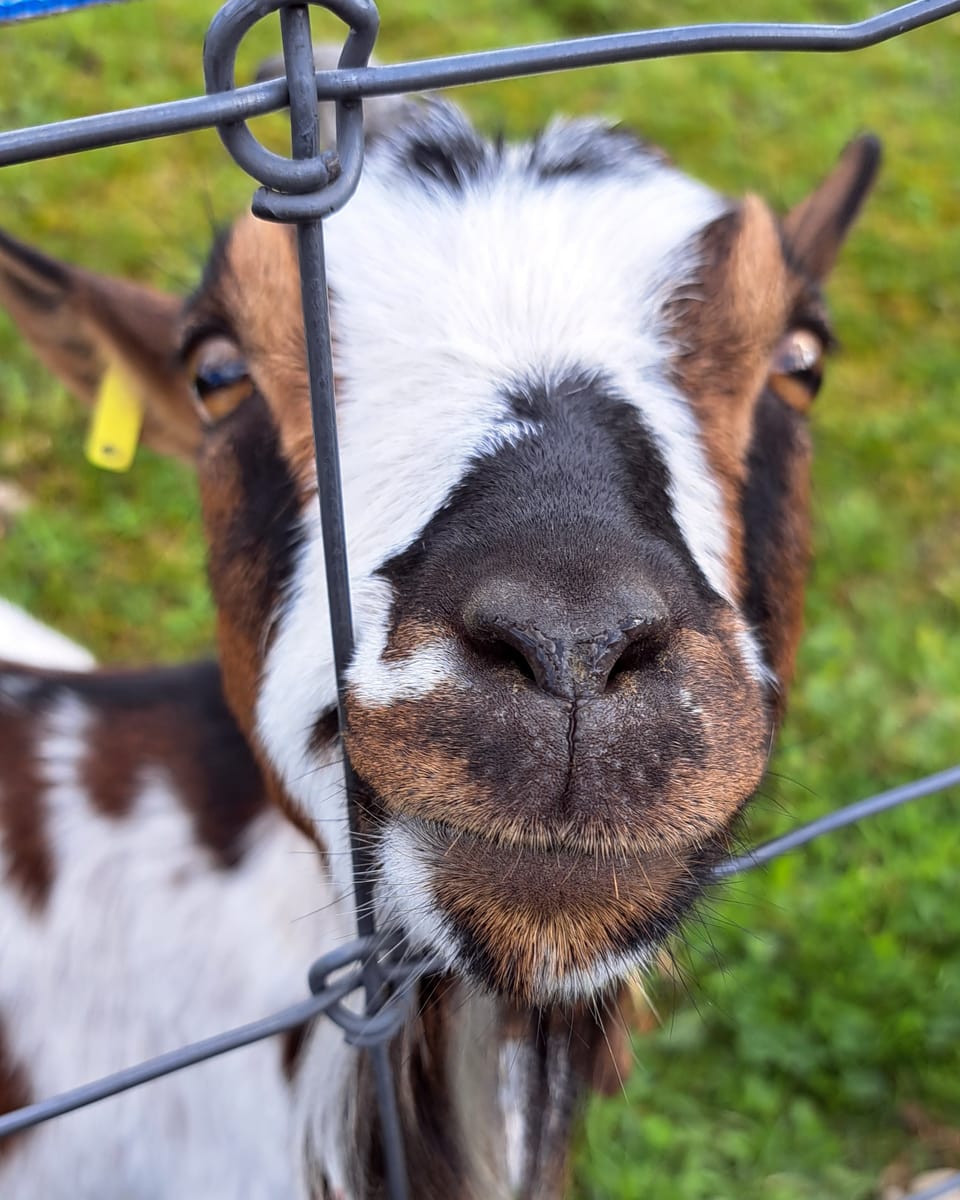Von Böcken und Geissen - Eine Lobeshymne auf ein unterschätztes Tier ...