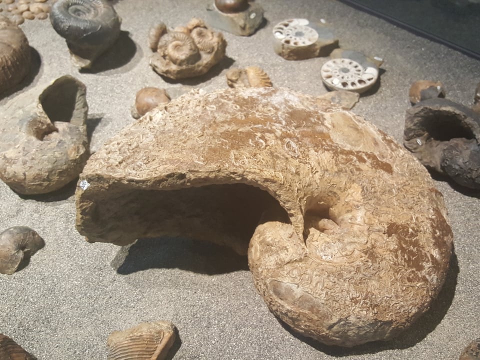 bedeutende Fossiliensammlung - Versteinerte Ammoniten, Muscheln und ...