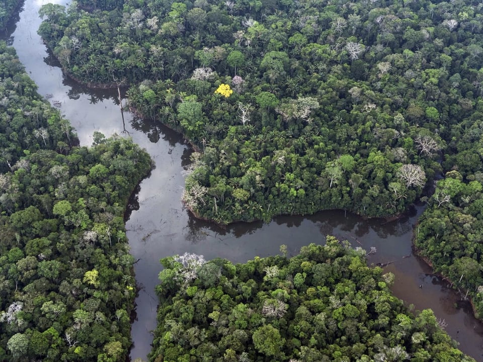 Kids - Der Amazonas brennt - Kids - SRF