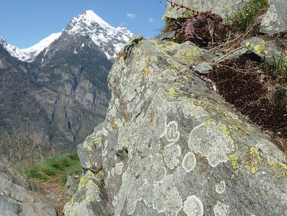 Naturführer über «Mischwesen» - Die faszinierende Lebensgemeinschaft ...