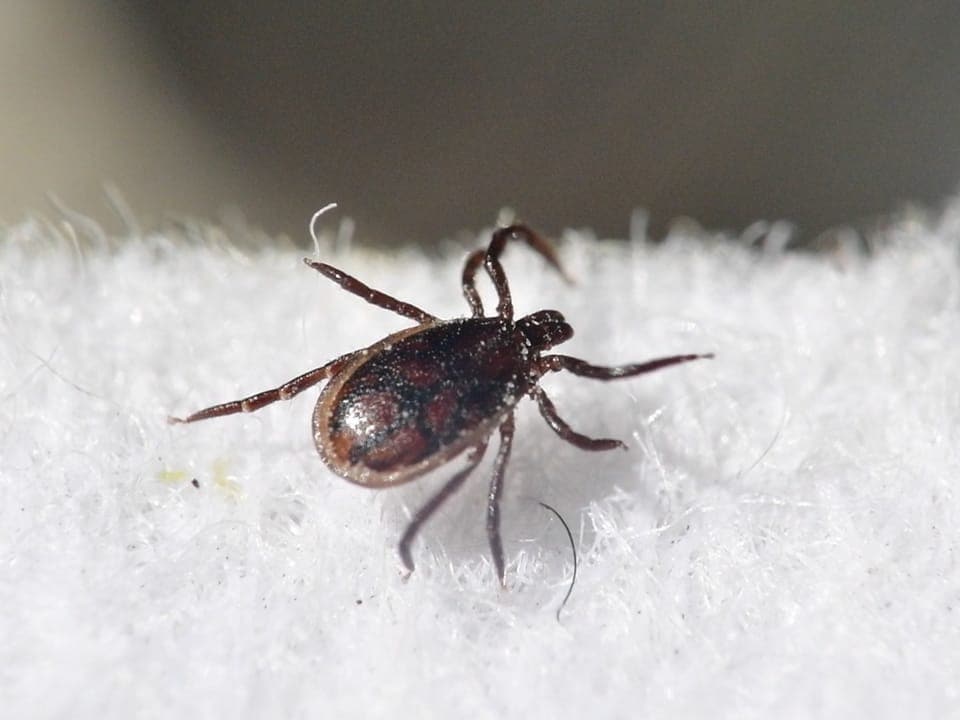 Von farbenfroh bis kurios: Die Welt der Insekten - Wissen - SRF