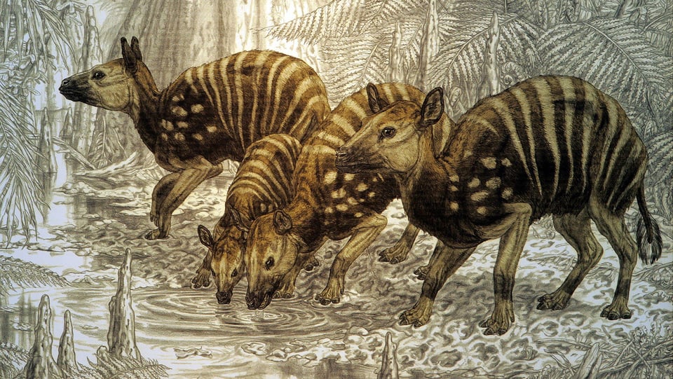 Natur & Umwelt - Das Nullpferd - Wissen - SRF