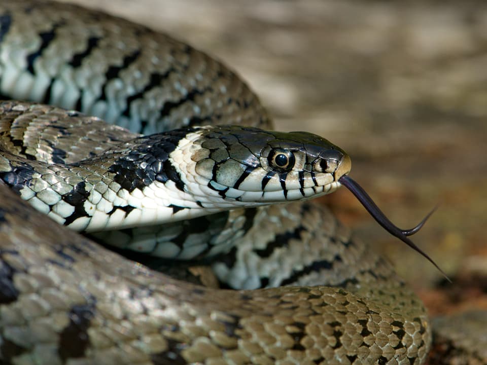 Panorama - Ringelnatter ist das Tier des Jahres - News - SRF