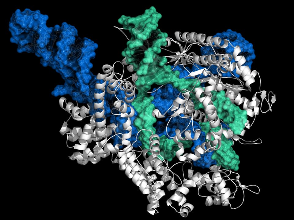 Genschere CRISPR - Ein mächtiges Werkzeug, das «Tippfehler» im Erbgut ...