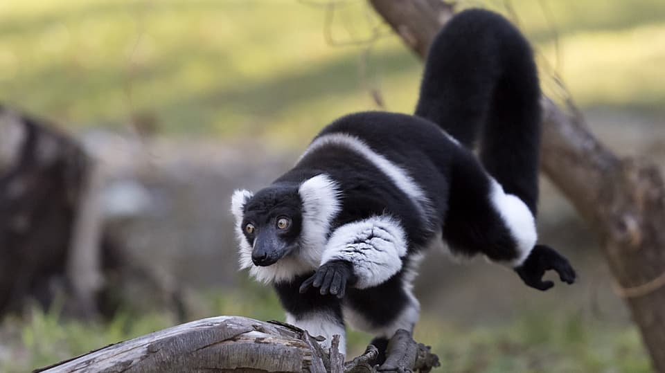 Ausgebüxter Affe - Vari-Affe aus Basler Zoo wieder eingefangen - News - SRF