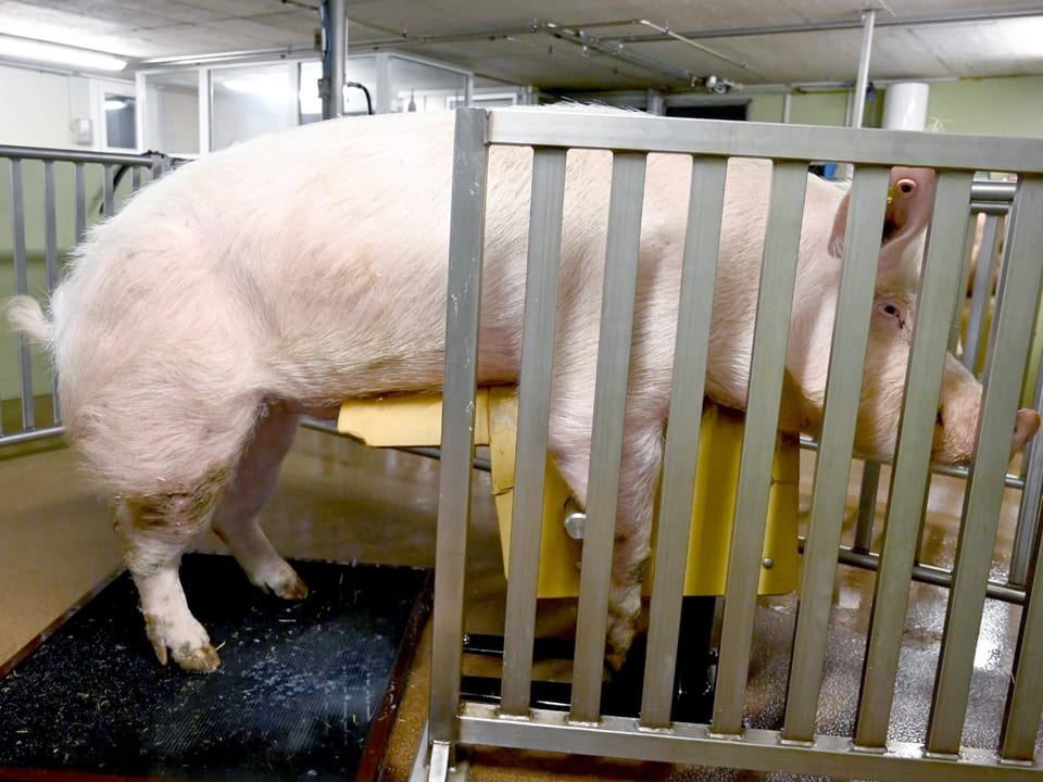 Besuch beim grössten Schweizer Unternehmen für Schweine-Besamung - News ...