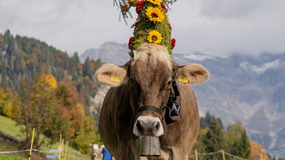 Alpabzug Breil/Brigels in Graubünden - Decodar nossa cultura - RTR