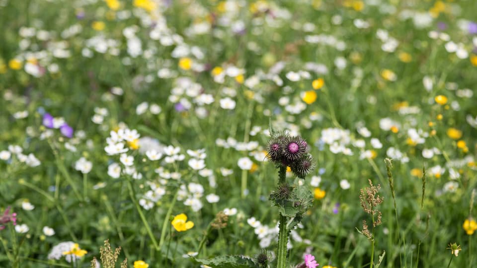 Wiesenmeisterschaft läuft - Die schönsten Wiesen im Appenzellerland ...