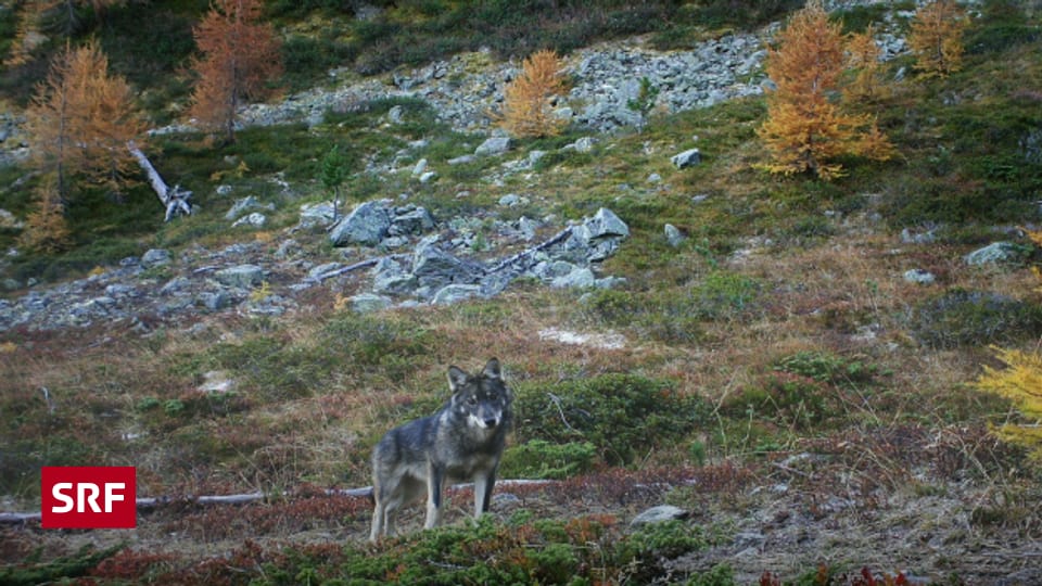 Bund erlaubt Abschuss von vier weiteren Wölfen - Regionaljournal ...