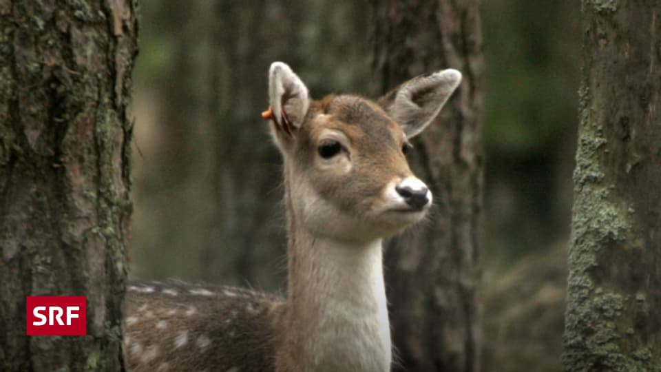 Rehe und Hirsche setzen dem Berner Wald zu - Regional Diagonal - SRF