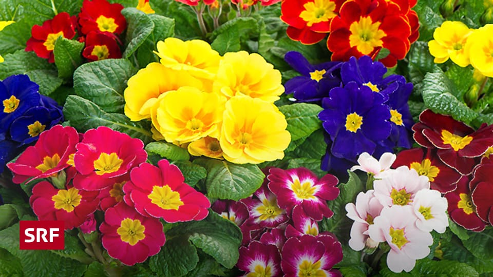 «Primeli» - vom Haus in den Garten - Musikwelle Magazin - SRF