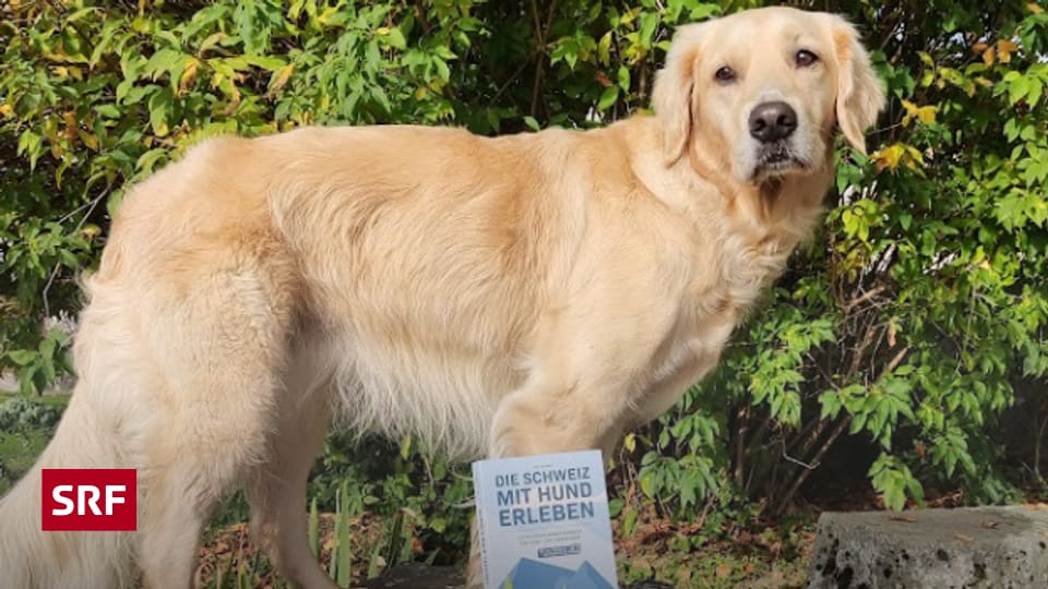Die Schweiz mit Hund erleben - Ratgeber - SRF