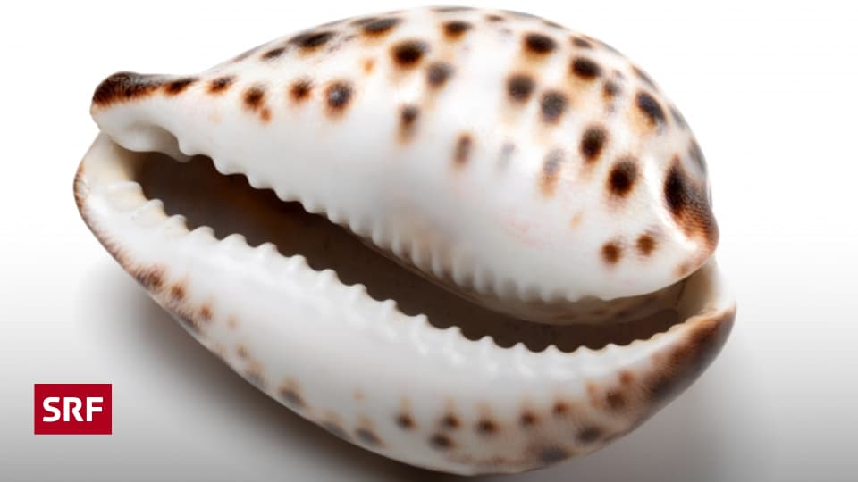 Kaurimuschel - 100 Sekunden Wissen - SRF