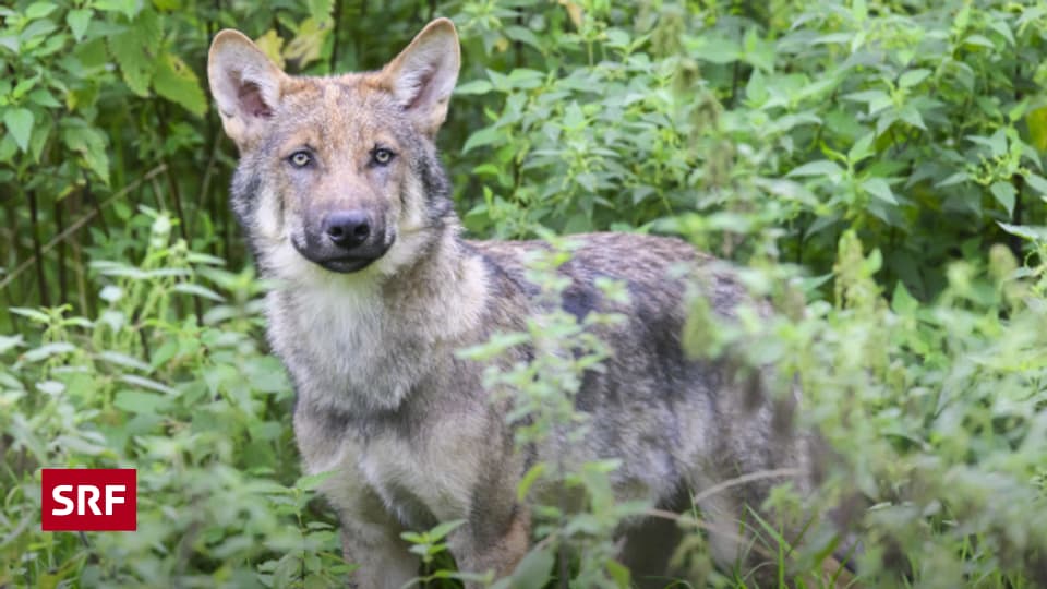Ringen um den Wolf geht weiter - Info 3 - SRF
