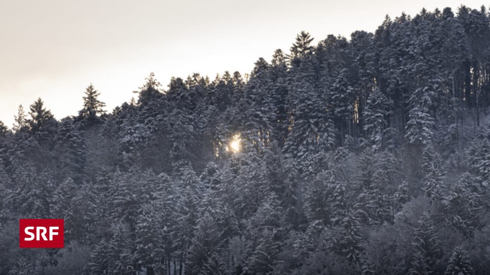 Studie: Fremde Bäume können hiesige Flora und Fauna stören - Echo der Zeit - SRF