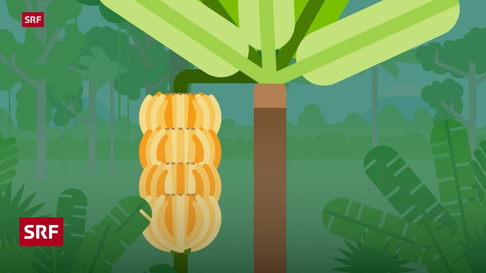 Dinge erklärt - Warum ist die Banane krumm? - Home - SRF