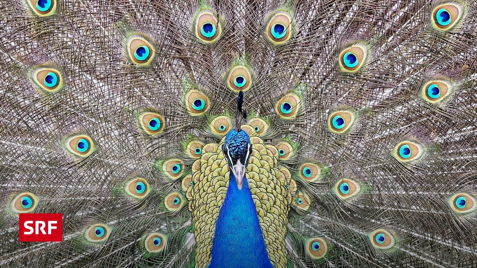 Wunder Natur - Ab in die Federn! - Wissen - SRF