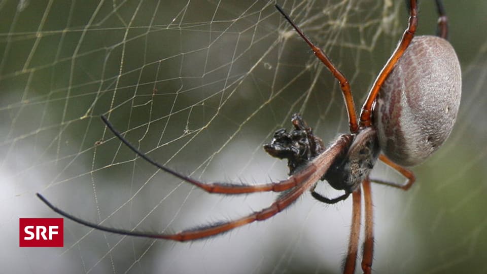 Natur & Tiere - Spinnenseide als Lichtleiter - Wissen - SRF
