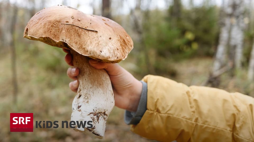 Für Kinder erklärt - Pilzarten: vom Fliegenpilz bis zum Fusspilz - Kids ...
