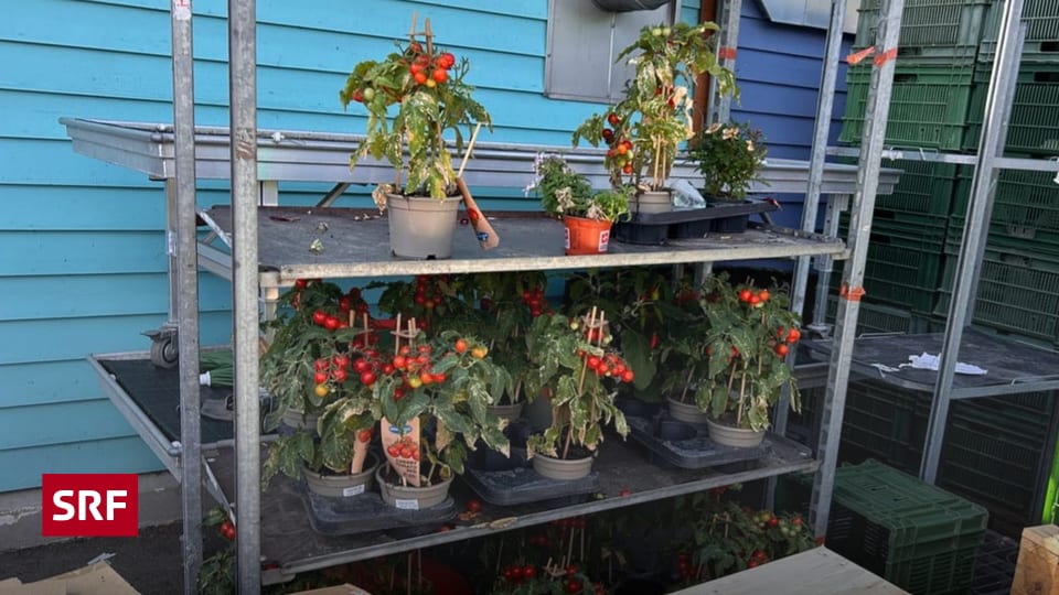 Food Waste: Warum bei der Landi Tomatenstauden im Abfall landen ...