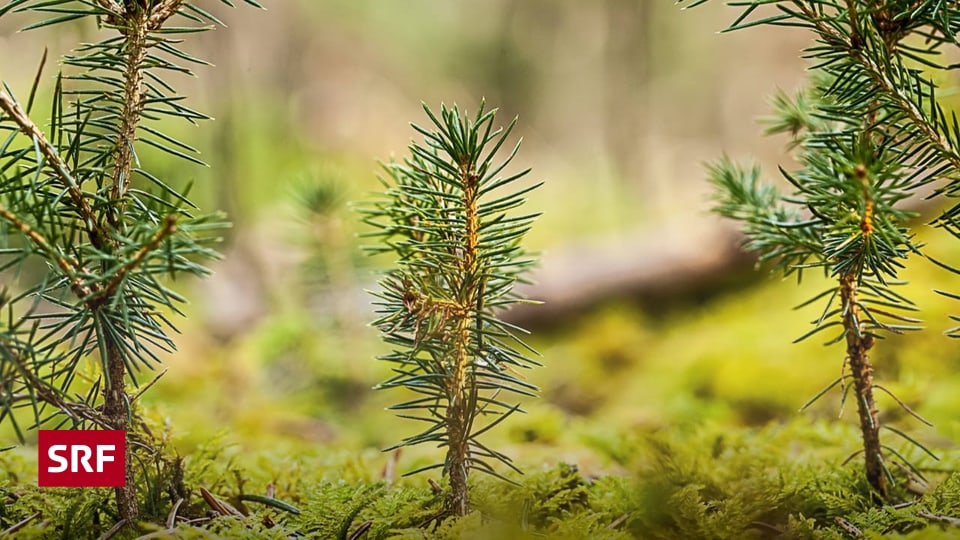 Klimaschutz durch Bäume pflanzen – nicht so effektiv wie erwartet - Wissen - SRF